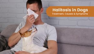 Halitosis in Dogs: Treatment, Causes & Symptoms